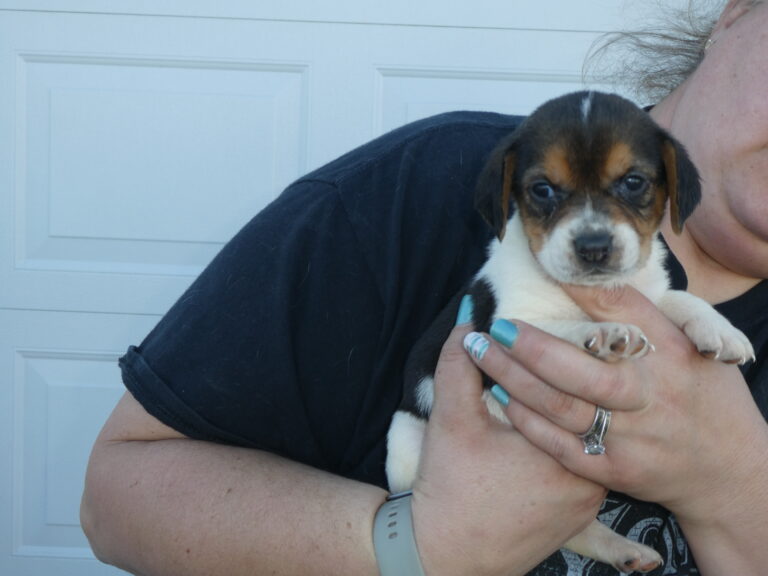 B & S Kennels: Boxer, Bassett, Husky, Beagle & Terrier Breeders, Olpe KS