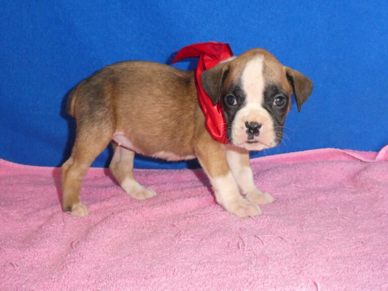 B & S Kennels: Boxer, Bassett, Husky, Beagle & Terrier Breeders, Olpe KS
