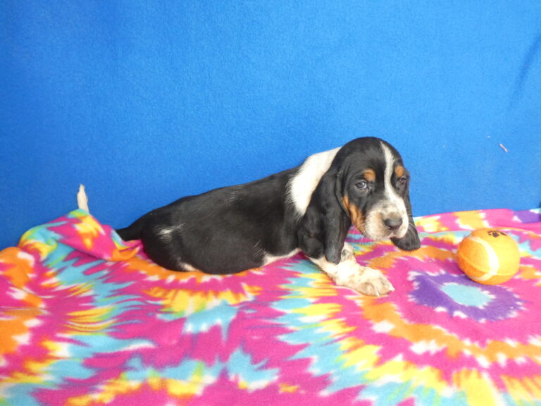 B & S Kennels: Boxer, Bassett, Husky, Beagle & Terrier Breeders, Olpe KS