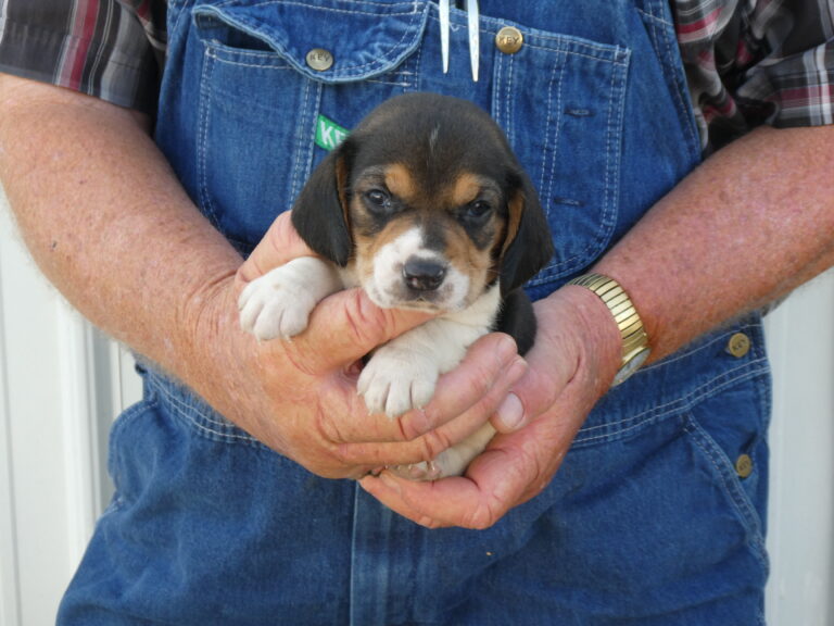 B & S Kennels: Boxer, Bassett, Husky, Beagle & Terrier Breeders, Olpe KS