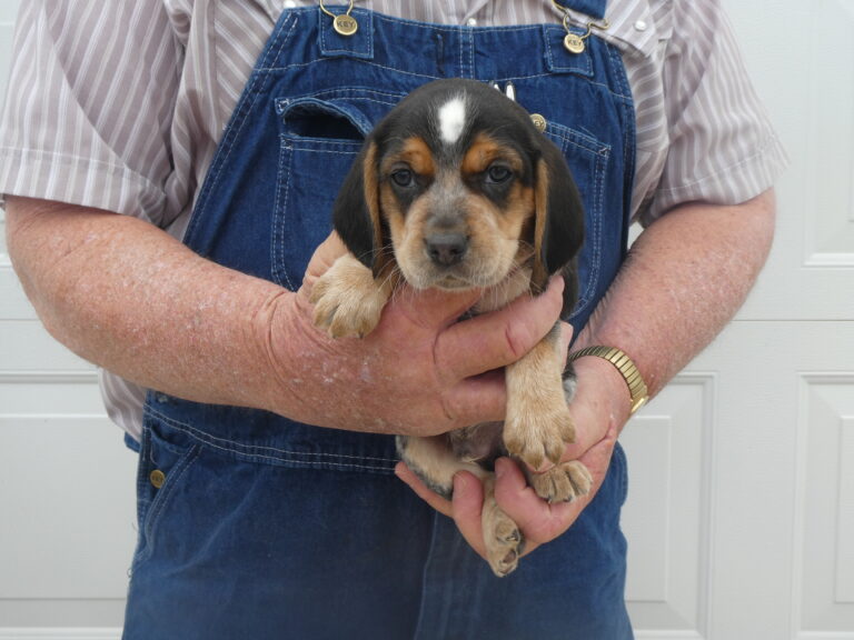 B & S Kennels: Boxer, Bassett, Husky, Beagle & Terrier Breeders, Olpe KS