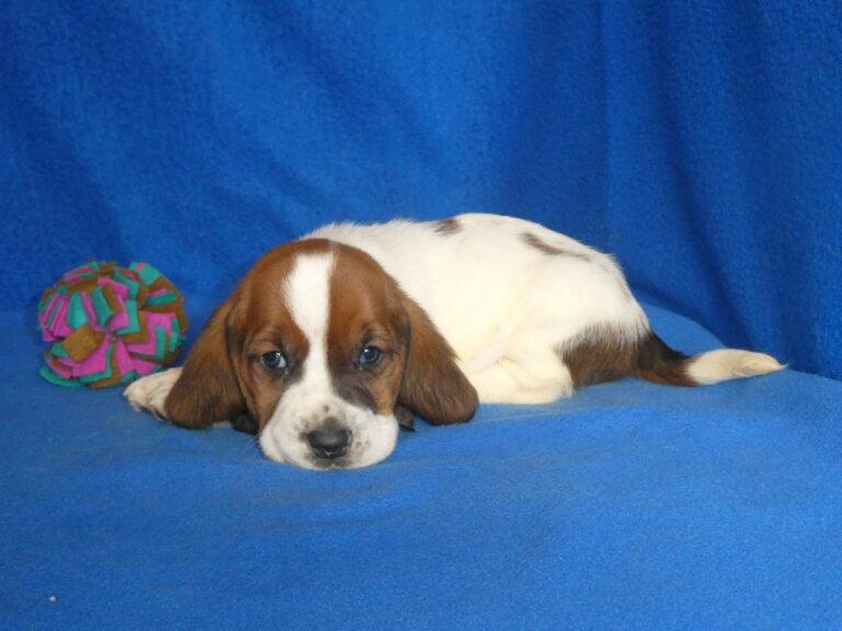 B & S Kennels: Boxer, Bassett, Husky, Beagle & Terrier Breeders, Olpe KS