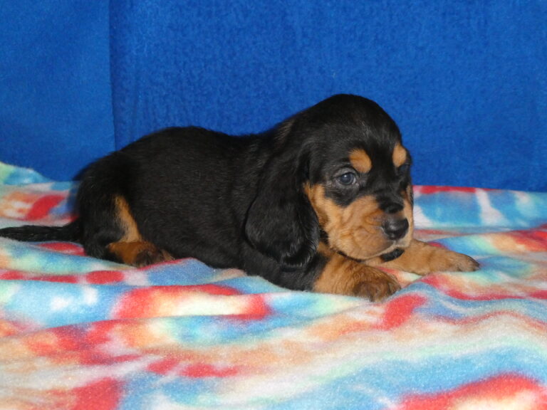 B & S Kennels: Boxer, Bassett, Husky, Beagle & Terrier Breeders, Olpe KS