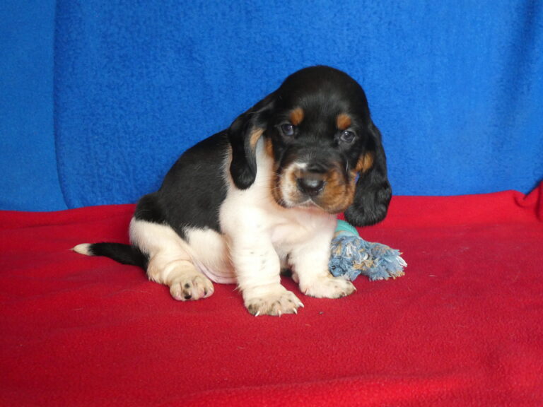 B & S Kennels: Boxer, Bassett, Husky, Beagle & Terrier Breeders, Olpe KS