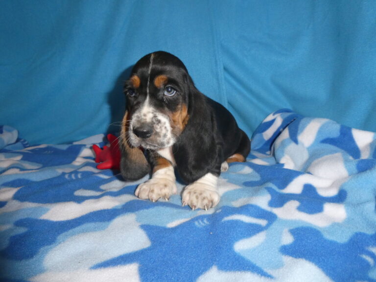 B & S Kennels: Boxer, Bassett, Husky, Beagle & Terrier Breeders, Olpe KS